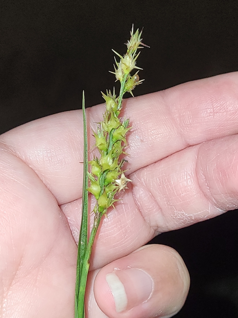 coastal sandbur in December 2023 by Melissa · iNaturalist