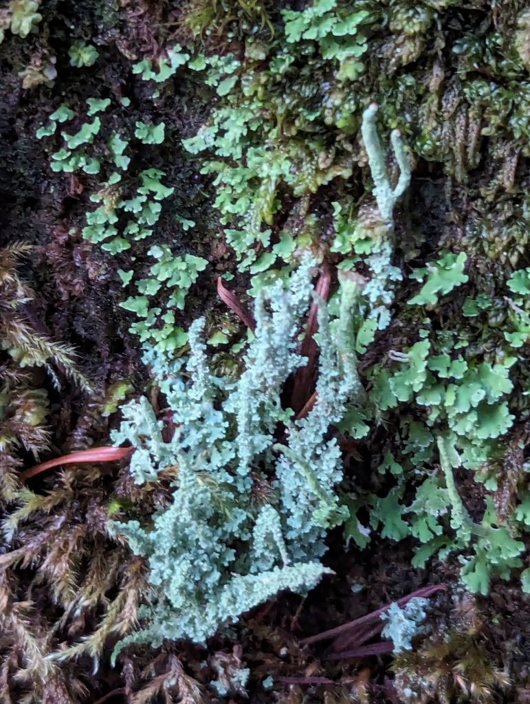 Pixie Cup Lichens from Duvall, WA 98019, USA on December 15, 2023 at 04:13 PM by Gordon Hogenson ...