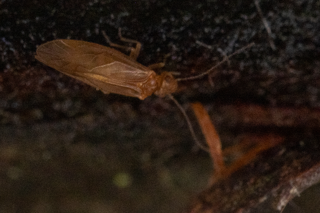 Psocomorpha in December 2023 by Alan Yoshioka · iNaturalist