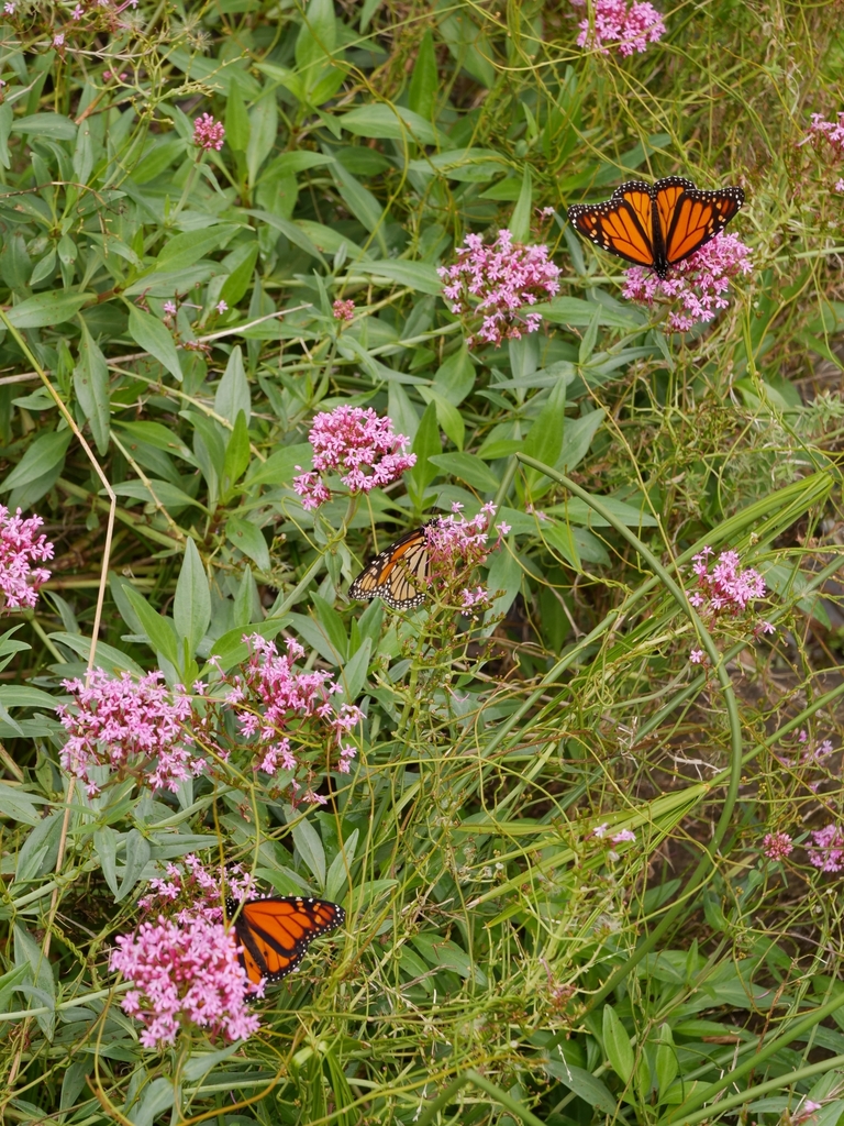 Monarch from Woodforde SA 5072, Australia on May 7, 2023 at 01:09 PM by ...