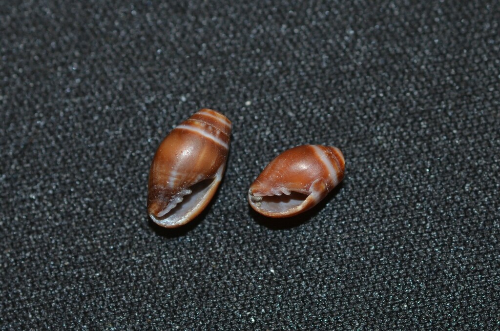 Strigatella tristis from Puntarenas Province, Quepos, Costa Rica on December 15, 2023 at 10:32 ...