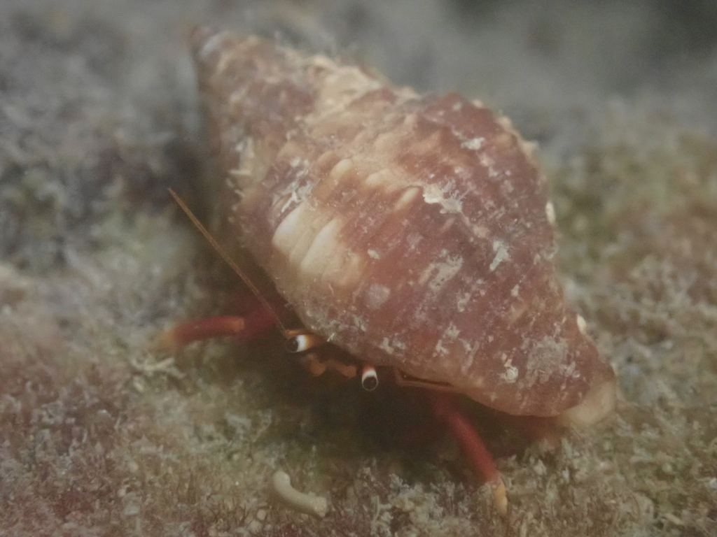Tinted Cantharus from Miami-Dade County, FL, USA on December 13, 2023 ...