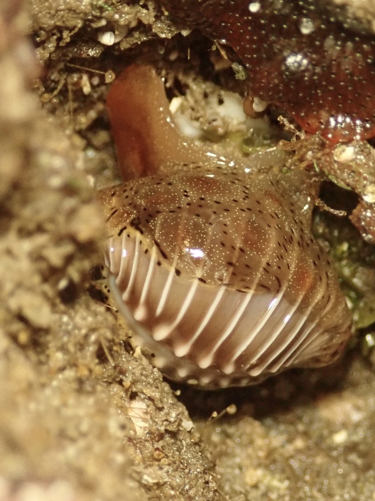 Solander's Trivia from Newport Bay, Newport Beach, CA, US on December ...