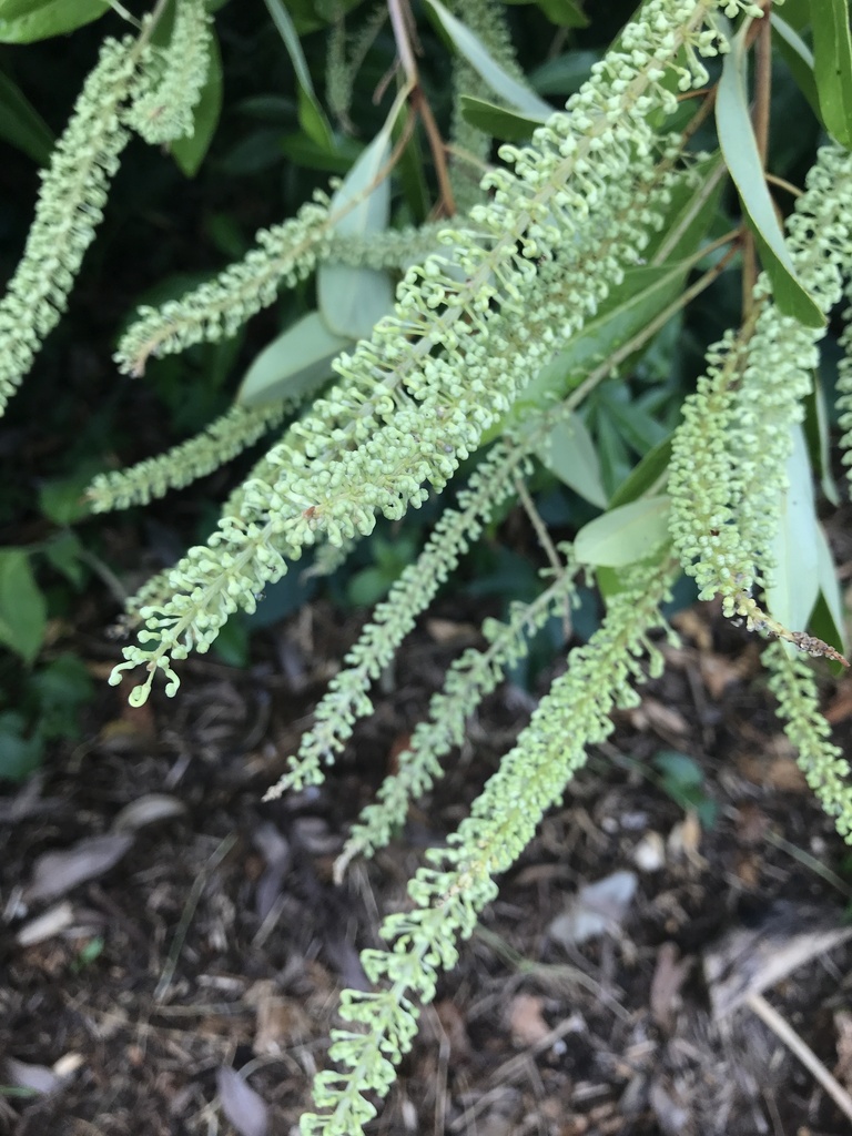 ivory curl tree from Pleasant St, Goonellabah, NSW, AU on December 16 ...