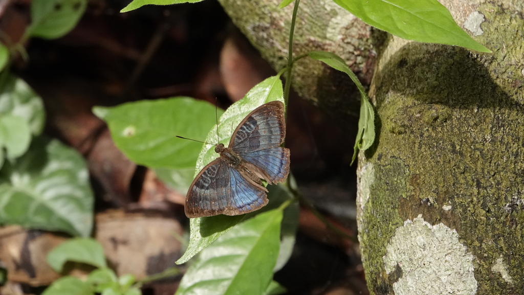 Euriphene from Loango National Park on December 8, 2023 at 01:40 PM by ...