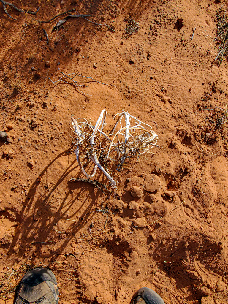 small-flowered androstephium from Valley of Fire State Park, Moapa ...
