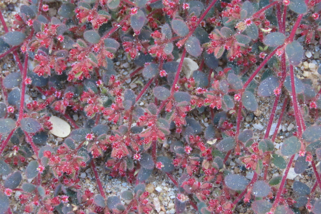 Yuma Sandmat from Riverside County, CA, USA on December 15, 2023 at 11: ...