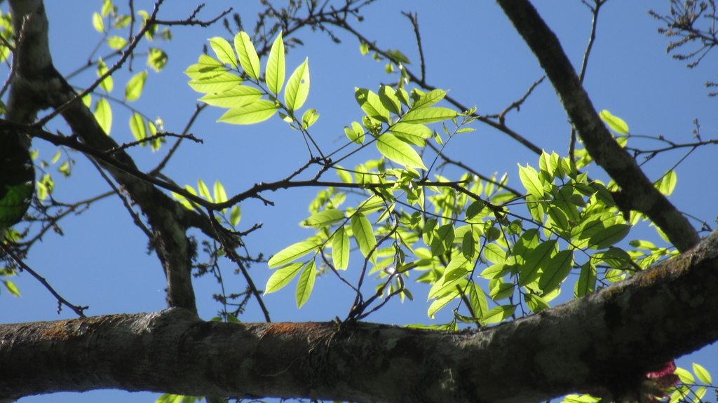 legumes from Chagres, PA-PN-PA, PA-PN, PA on July 15, 2023 by Richard ...