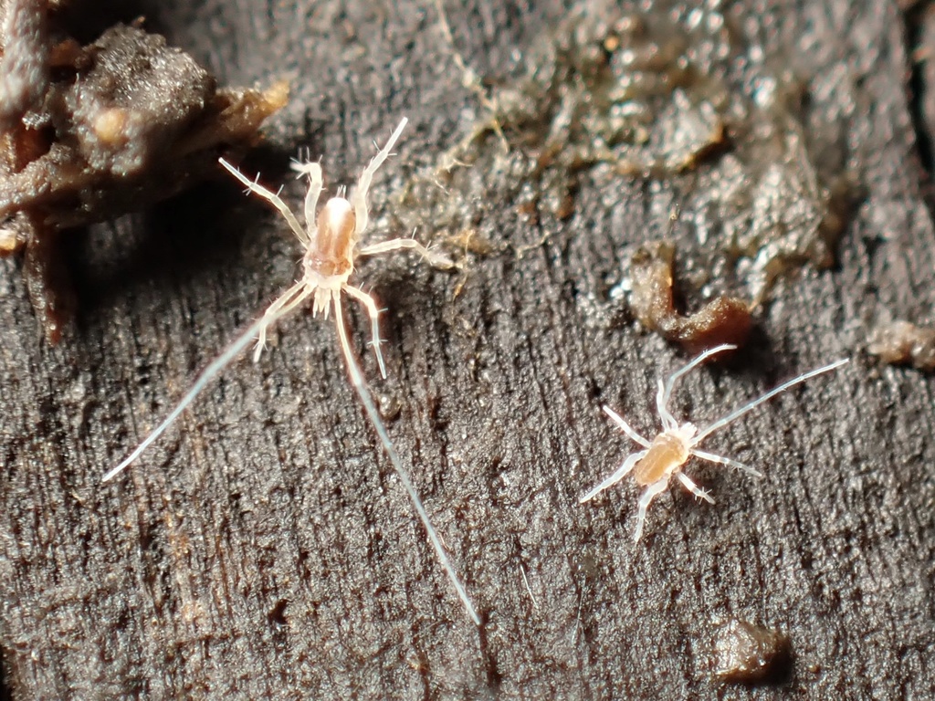 Linopodes from CA-1, Jenner, CA, US on December 15, 2023 at 02:45 PM by ...