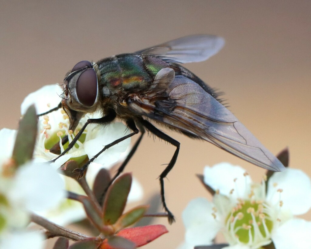 Bot Flies, Blow Flies, and Allies from Sydney NSW, Australia on ...