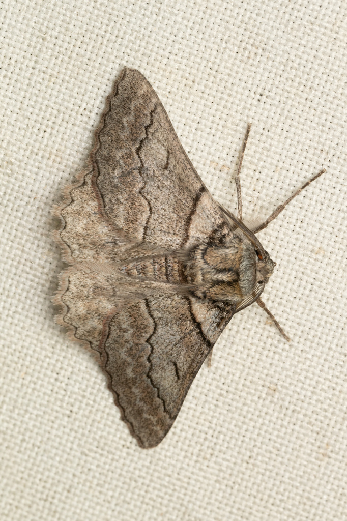 Varied Grey Moth from Laceys Creek QLD 4521, Australia on December 12 ...