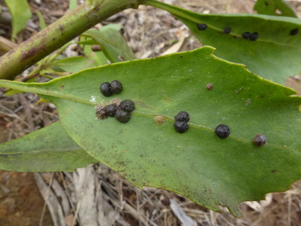 Black Olive Scale from Clarendon SA 5157, Australia on December 13 ...