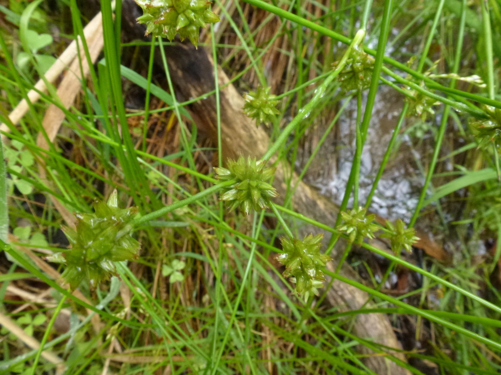 Juncus holoschoenus from Clarendon SA 5157, Australia on December 13 ...