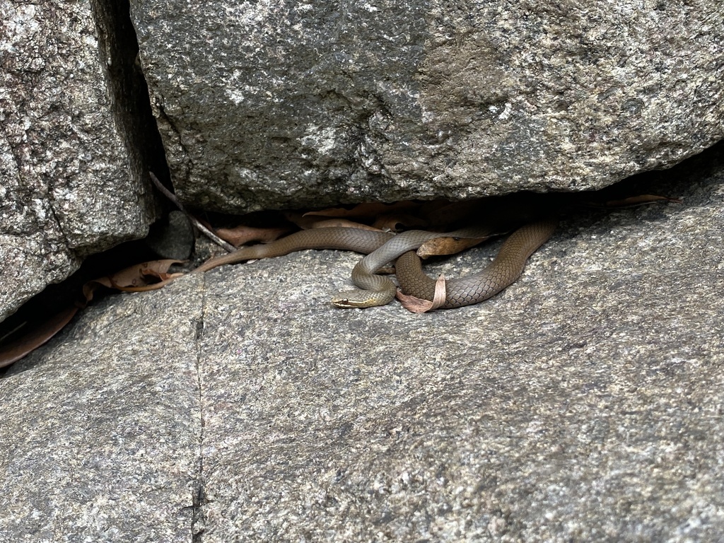 Black-bellied Swamp Snake from Eungella, Mackay - Pt B, AU-QL, AU on ...
