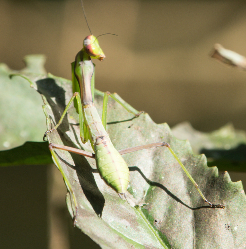Formosan Giant Mantis from Dongshan Township, Yilan County, Taiwan 269 ...