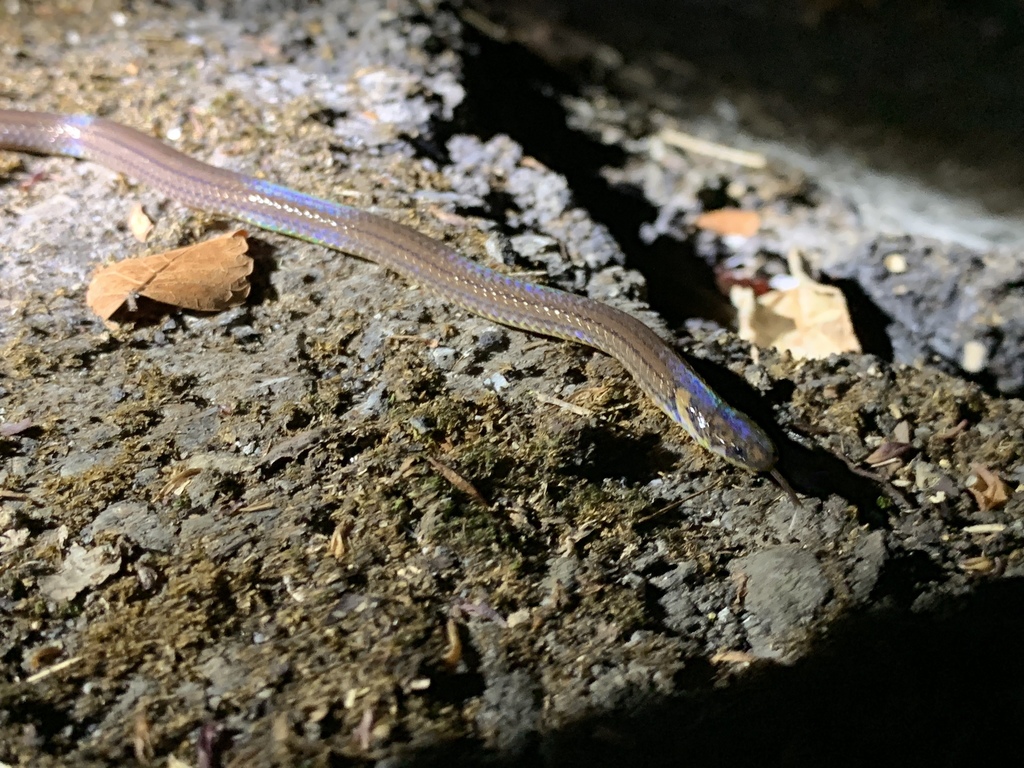 Collared Reed Snake from 848, , , TW on April 4, 2019 at 11:31 PM by ...