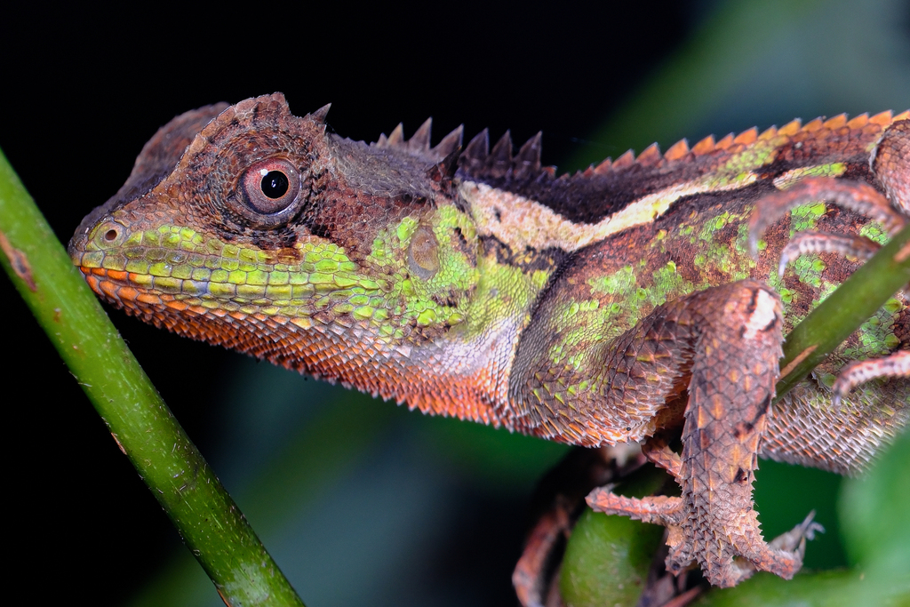 Acanthosaura rubrilabris from 中国云南省西双版纳傣族自治州勐腊县 on November 11, 2023 at ...