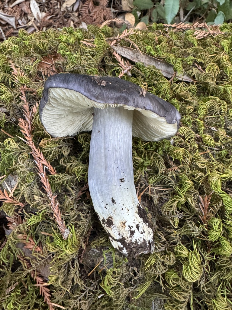 Midnight Entoloma from Las Posadas State Forest, Angwin, CA, US on ...