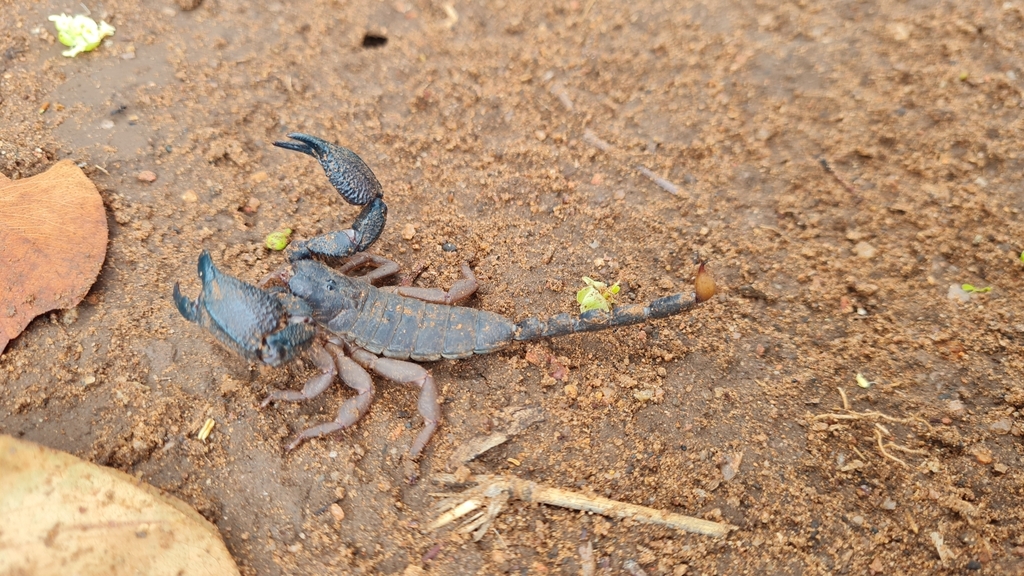 Tree Docile Scorpion from Chiredzi, Zimbabwe on December 12, 2023 at 09 ...