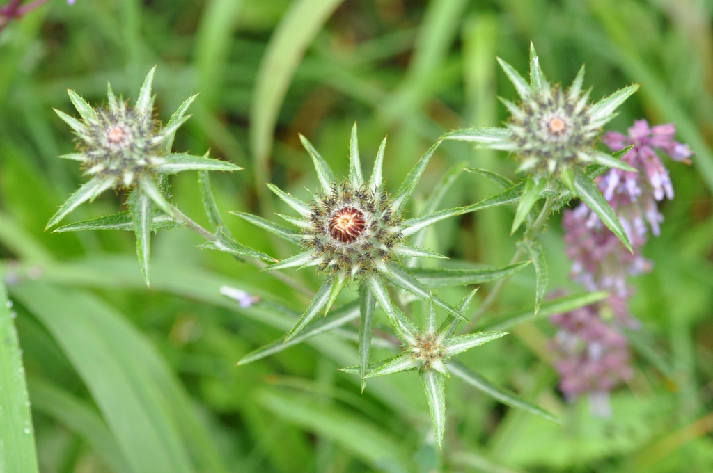 Bieberstein's thistle from Powiat nowotarski, Polska on July 15, 2018 at 09:44 AM by id78 ...