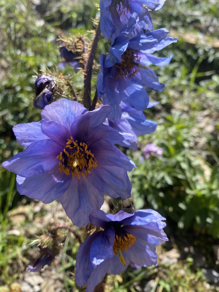 Meconopsis racemosa from 邓生沟, 阿坝藏族羌族自治州, 四川省, CN on August 2, 2021 at ...
