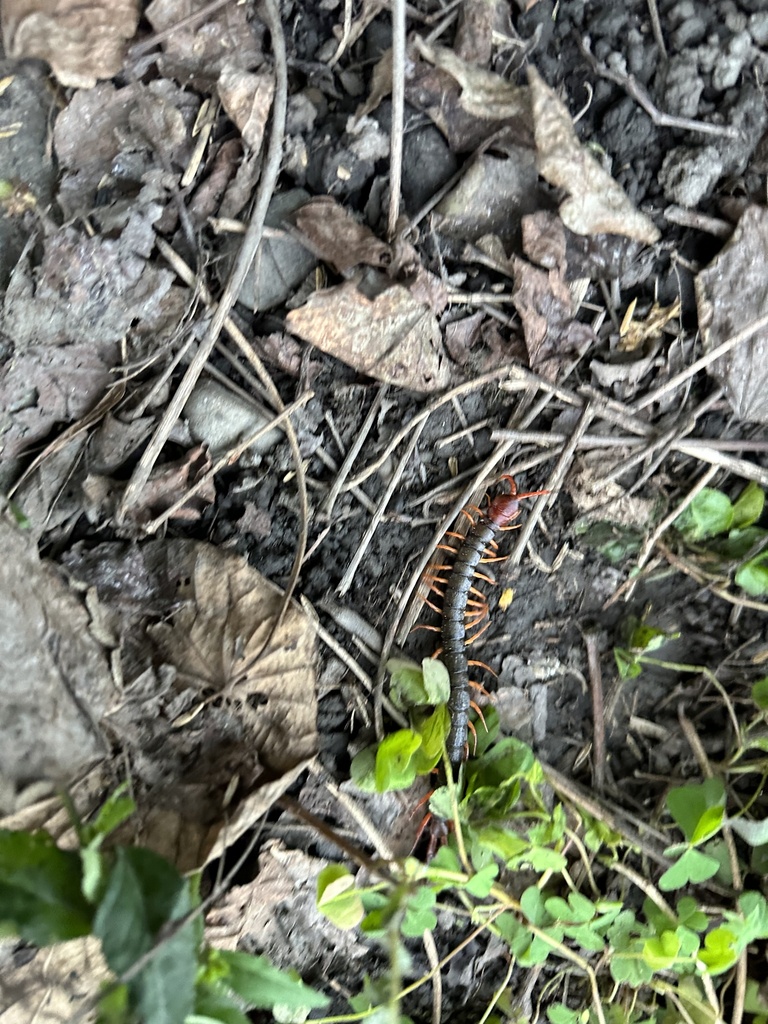Scolopendra multidens from 臺灣島, 員山鄉, ILA, TW on December 14, 2023 at 04 ...