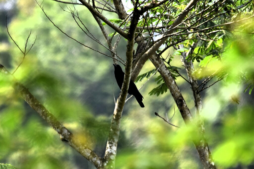Samar crow from Cabadbaran City, Agusan Del Norte, Philippines on ...