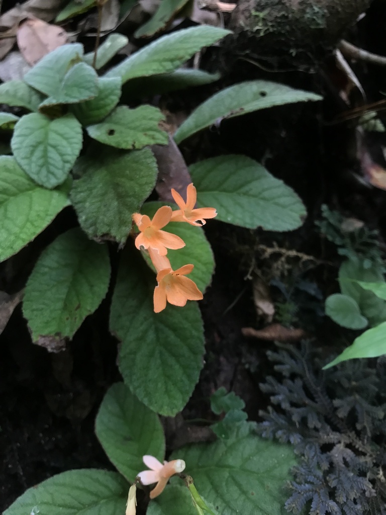Oreocharis sinohenryi in September 2023 by Yanyan Zhao · iNaturalist