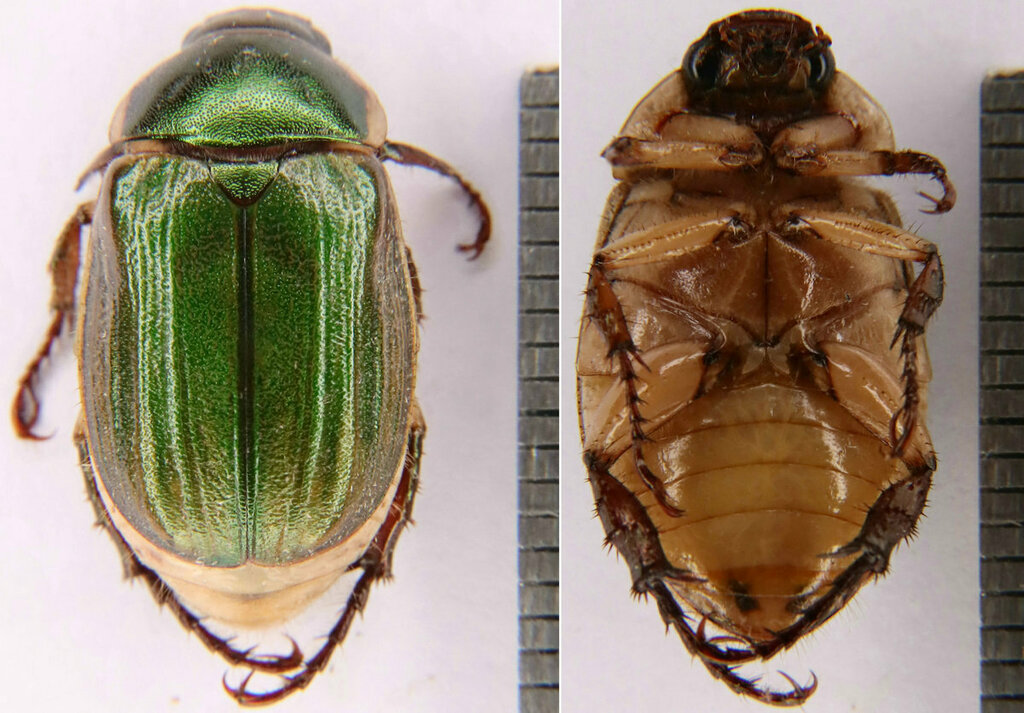 Anomala corpulenta from 3HJC+V5Q Wanfoshan National Forest Park, Shu ...