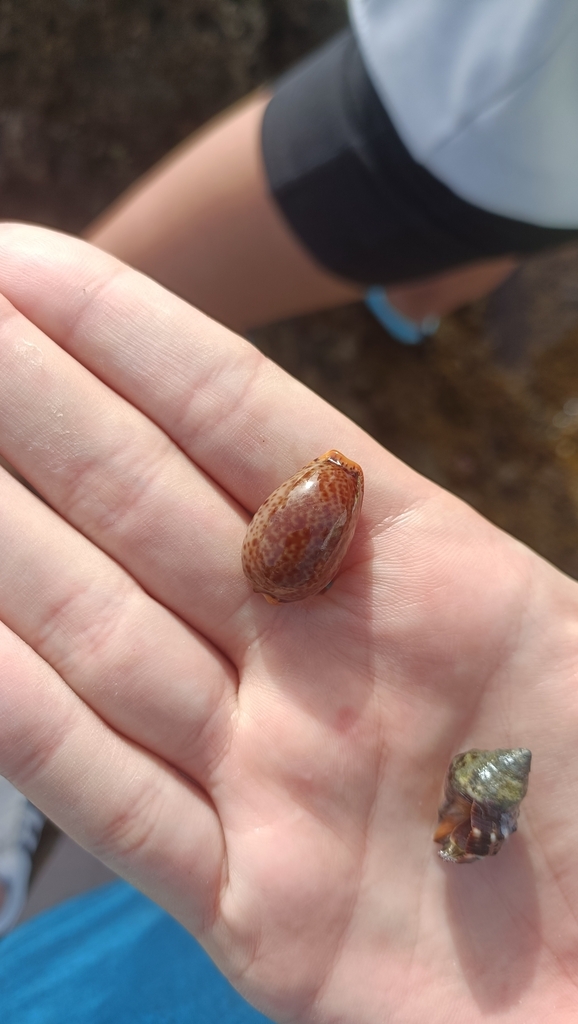 Spotted Cowrie from Granadilla de Abona, Santa Cruz de Tenerife, España ...