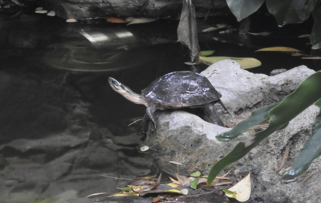 Philippine Box Turtle from San Lorenzo, Makati, Metro Manila ...