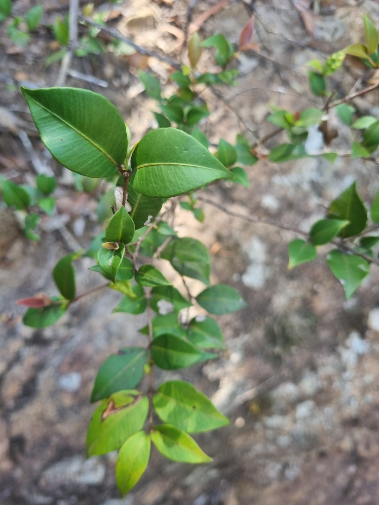 Grey Myrtle from Blaxland NSW 2774, Australia on December 16, 2023 at ...