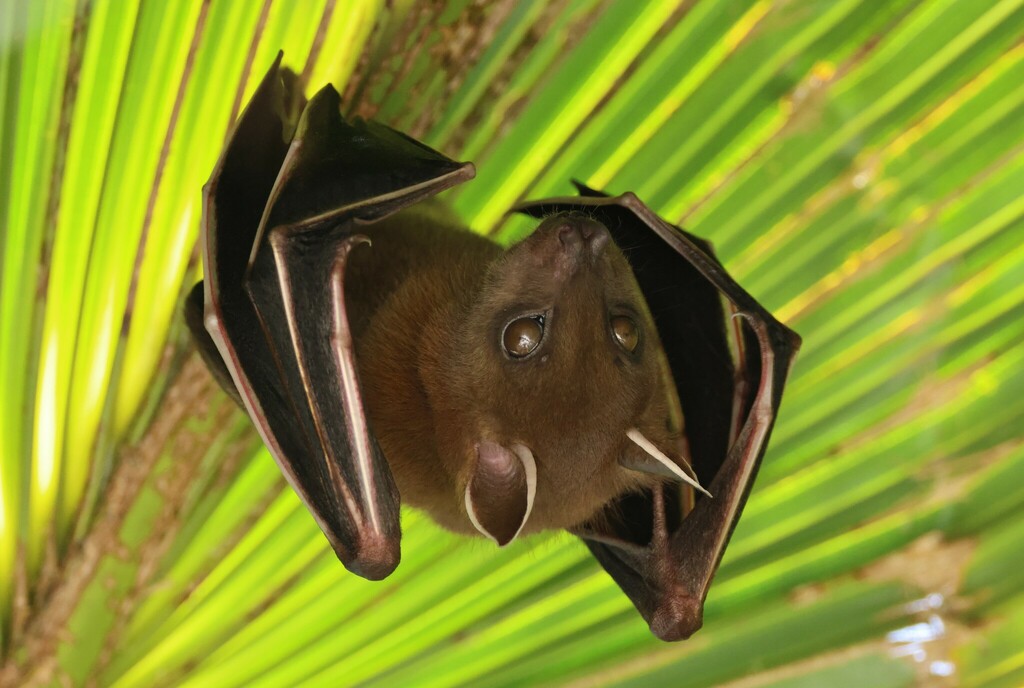 Greater Short-nosed Fruit Bat from Kam Tin, Hong Kong on December 9 ...