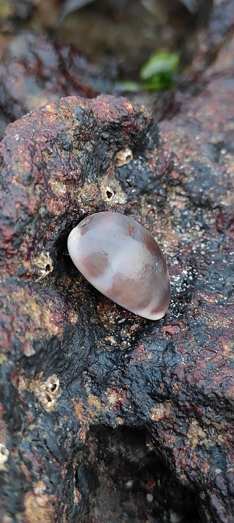 Erronea pallida from Visakhapatnam, Andhra Pradesh, India on December 16, 2023 at 05:21 PM by ...