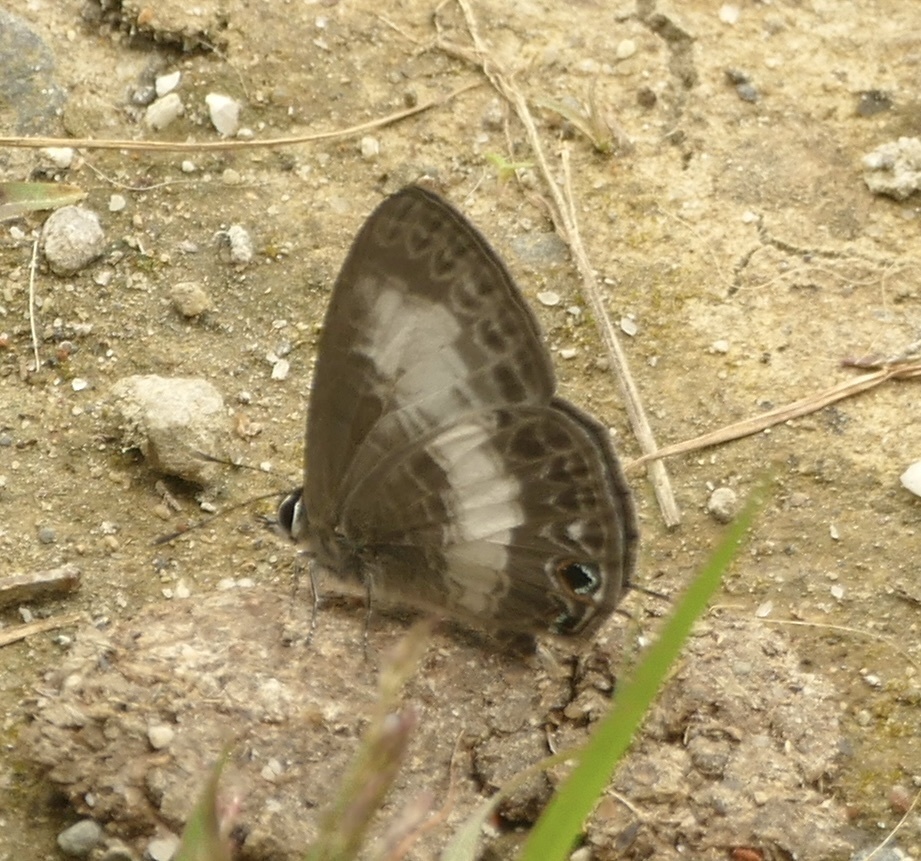 Transparent 6-line Blue from Menyambouw, Pegunungan Arfak, West Papua ...