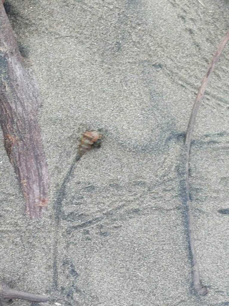 California Horn Snail from Purio, Provincia de Los Santos, Panamá on ...