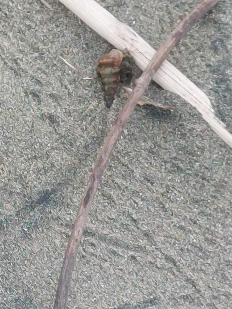 Gastropods from Purio, Provincia de Los Santos, Panamá on December 10 ...