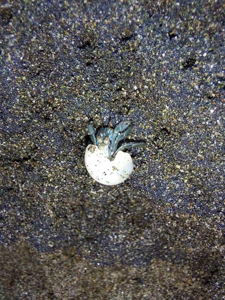 Ecuadorian Hermit Crab from Purio, Provincia de Los Santos, Panamá on ...