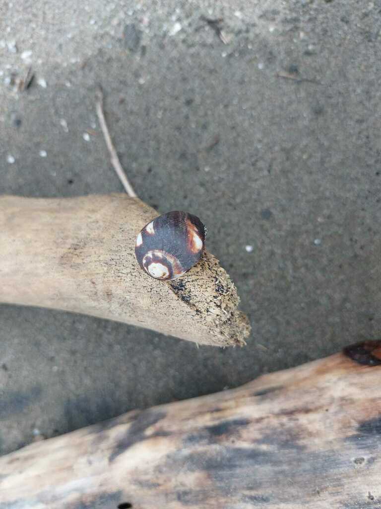 Coenobita from Purio, Provincia de Los Santos, Panamá on December 10 ...