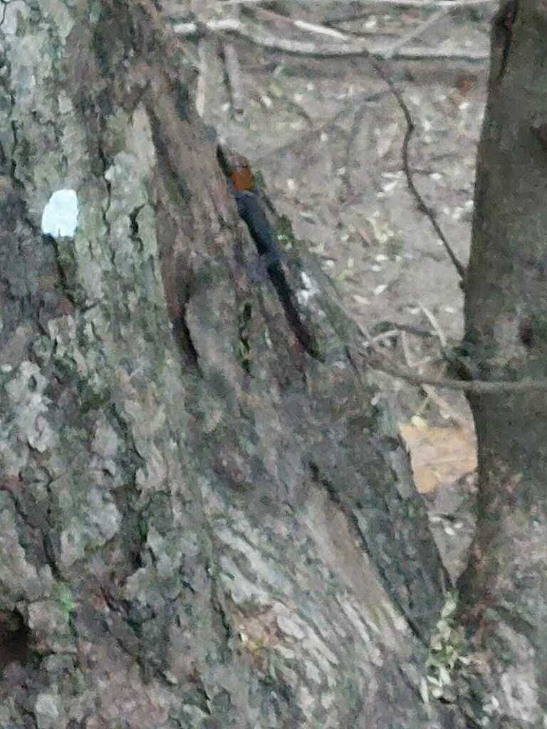 Something from Purio, Provincia de Los Santos, Panamá on December 10 ...