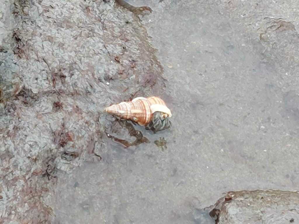 Ecuadorian Hermit Crab from Purio, Provincia de Los Santos, Panamá on ...