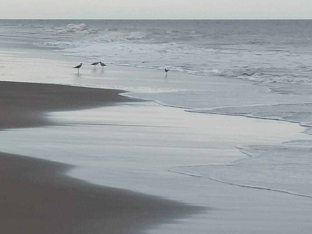 Sandpipers and Allies from Purio, Provincia de Los Santos, Panamá on ...