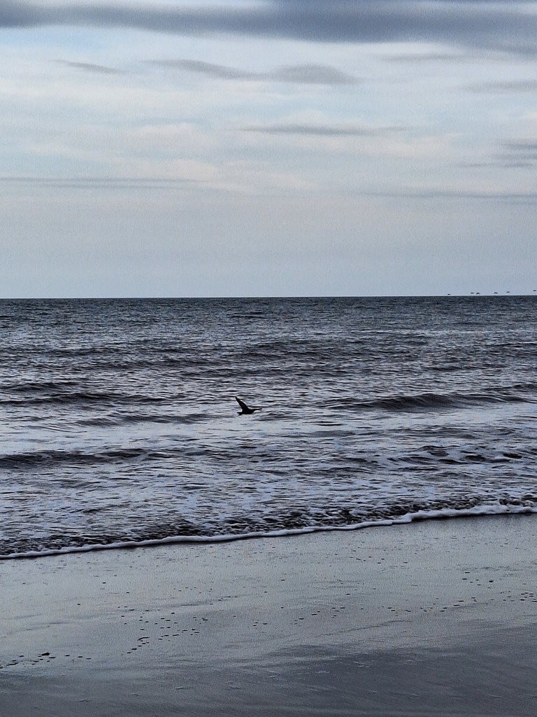 Shorebirds and Allies from Purio, Provincia de Los Santos, Panamá on ...