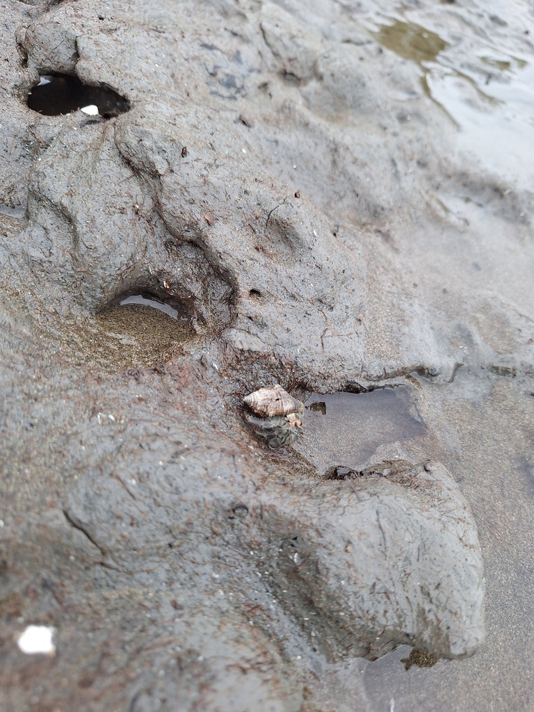 Ecuadorian Hermit Crab from Purio, Provincia de Los Santos, Panamá on ...