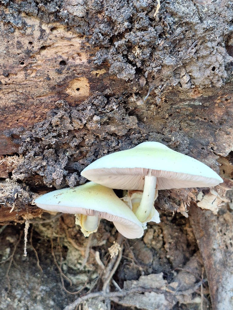 Rosegills from Purio, Provincia de Los Santos, Panamá on December 10 ...