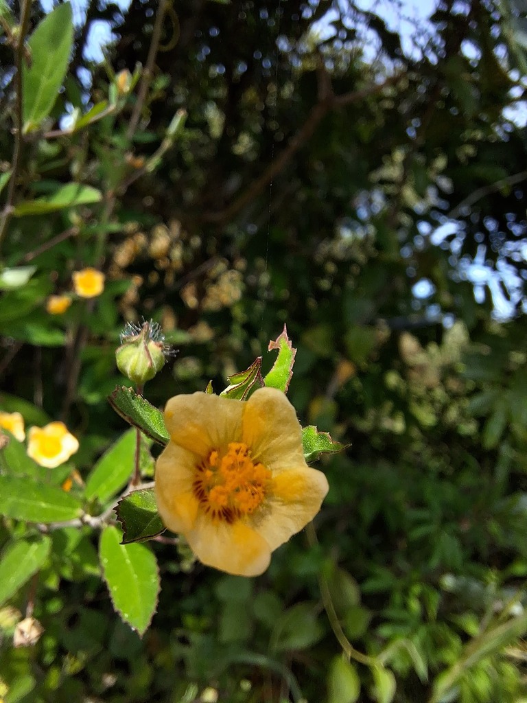 spreading sida from Purio, Provincia de Los Santos, Panamá on December ...