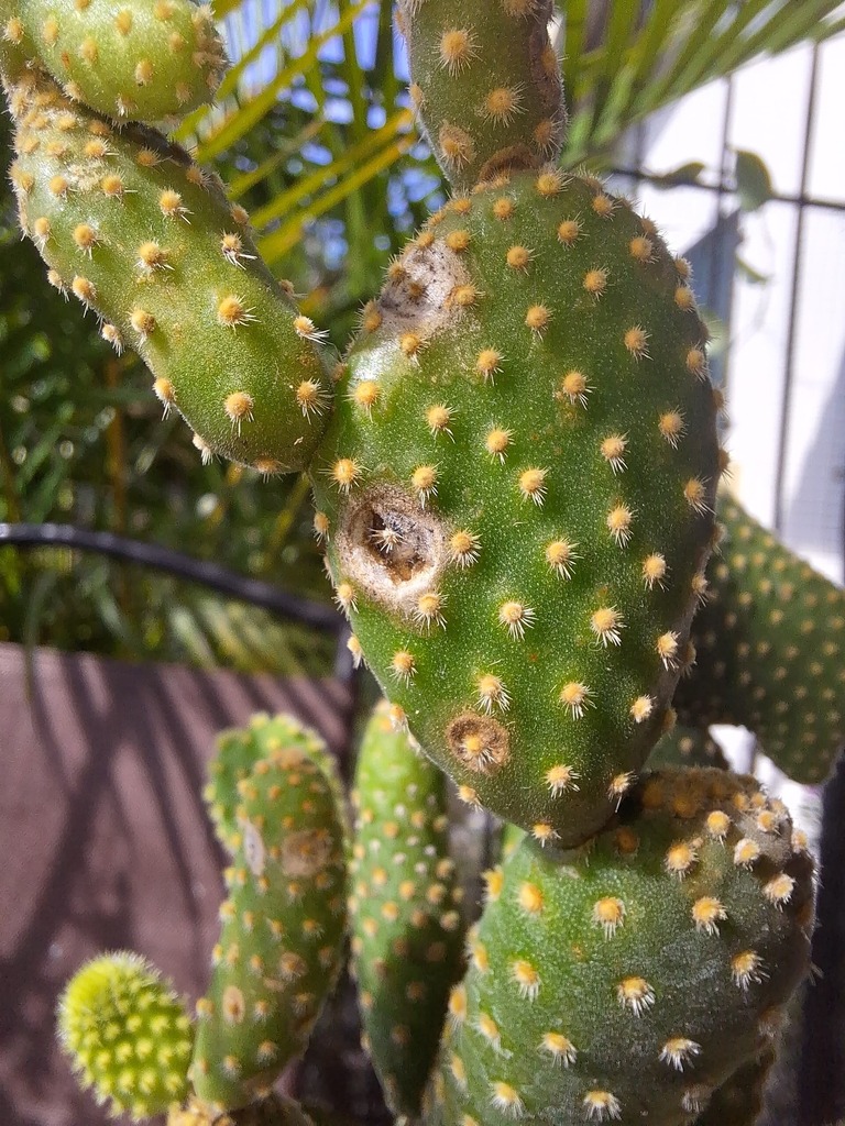Bunny Ears Cactus from Purio, Provincia de Los Santos, Panamá on ...