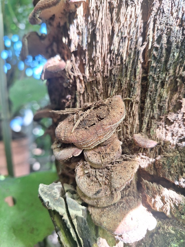 artist's bracket from Purio, Provincia de Los Santos, Panamá on ...