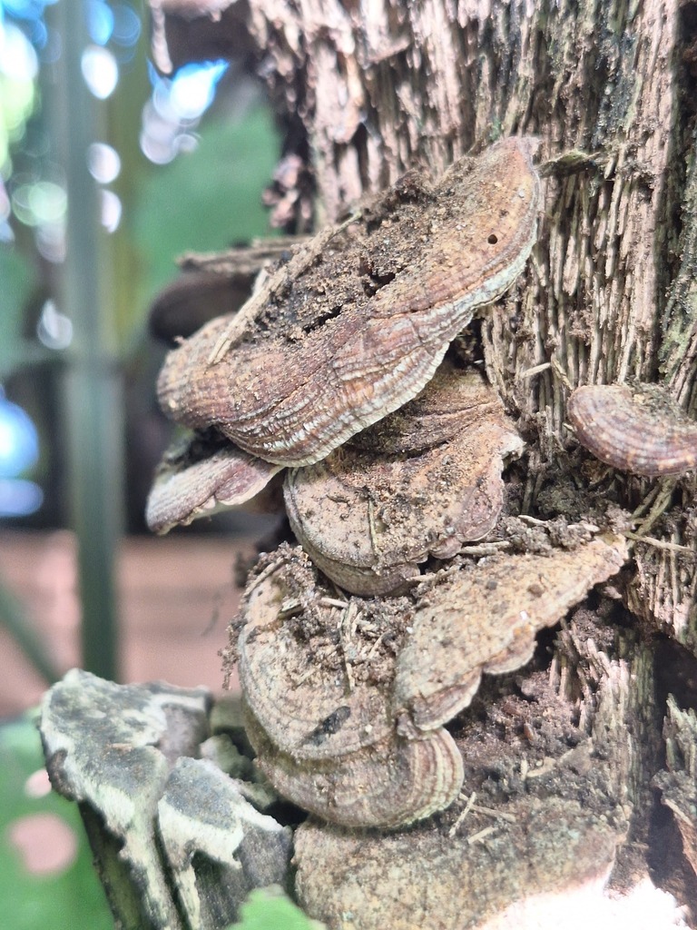 artist's bracket from Purio, Provincia de Los Santos, Panamá on ...