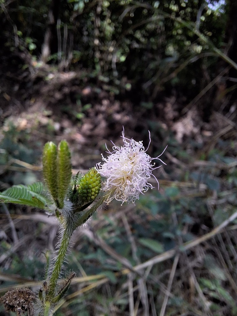 Chromolaena sagittata from Purio, Provincia de Los Santos, Panamá on ...